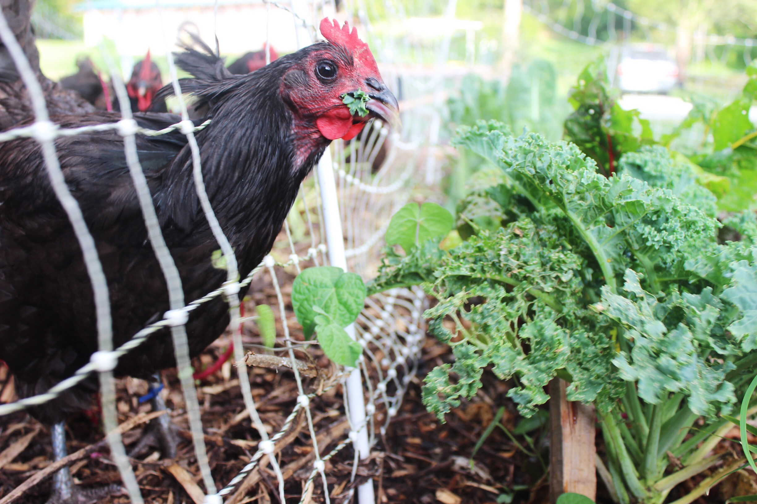 How To Feed Your Chickens Without Grain 20 Ways To Cut Your Costs 100 How To Feed Your Chickens Without Grain 20 Ways To Cut Your Costs 100