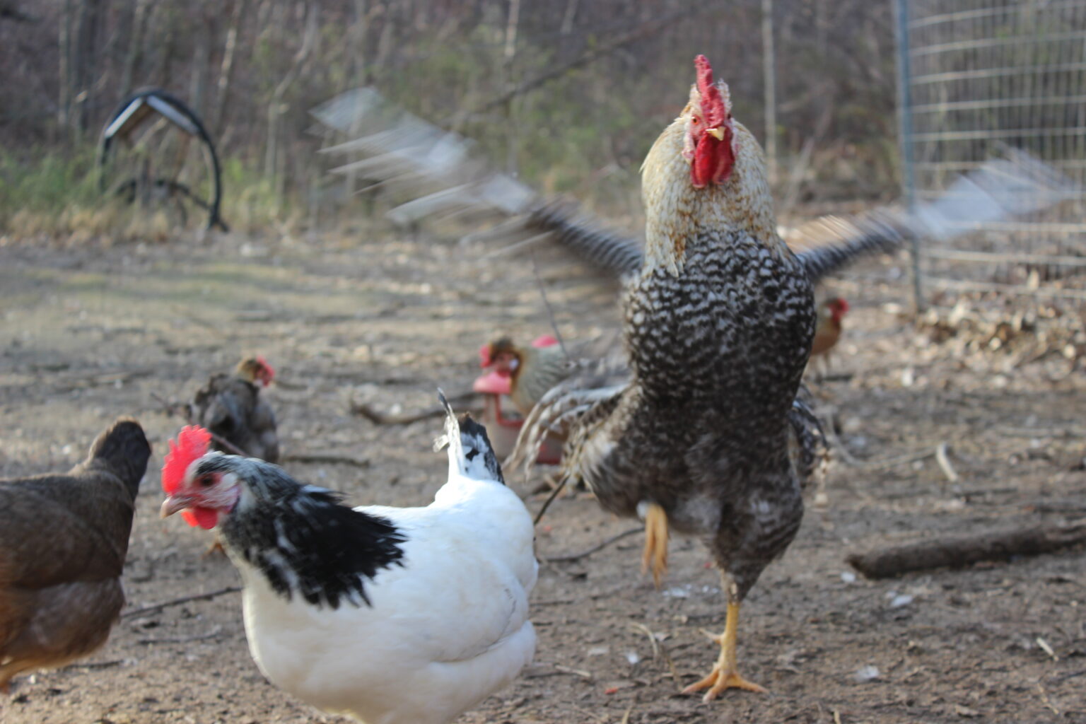 Protecting Chickens From Predators - Abundant Permaculture