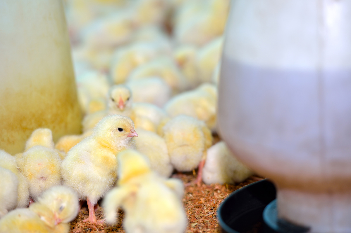 How to Care for Baby Chicks - Abundant Permaculture