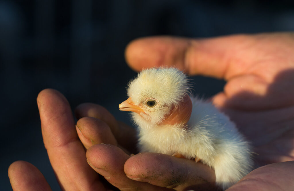 How to Raise Baby Turkeys (Brooder Stage) - Abundant Permaculture