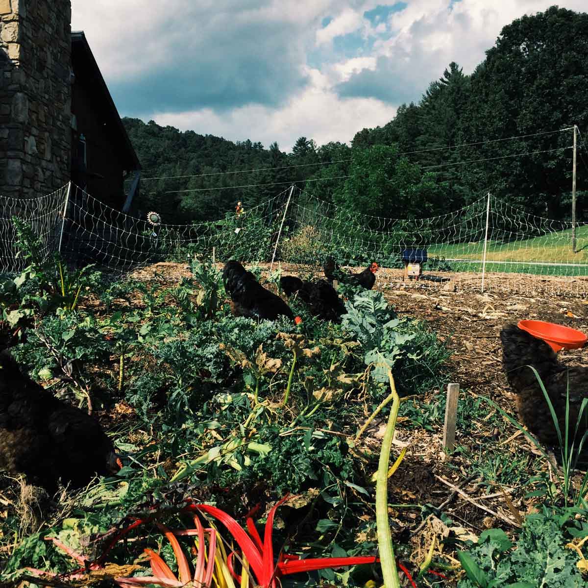 Using Chickens for Garden Pest Control & Disease in Orchards - Abundant ...