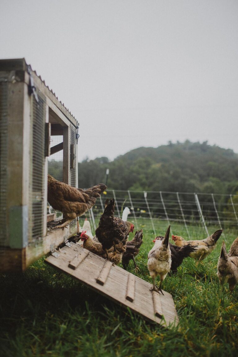 Using Chickens to Create, Turn, and Spread Compost - Abundant Permaculture