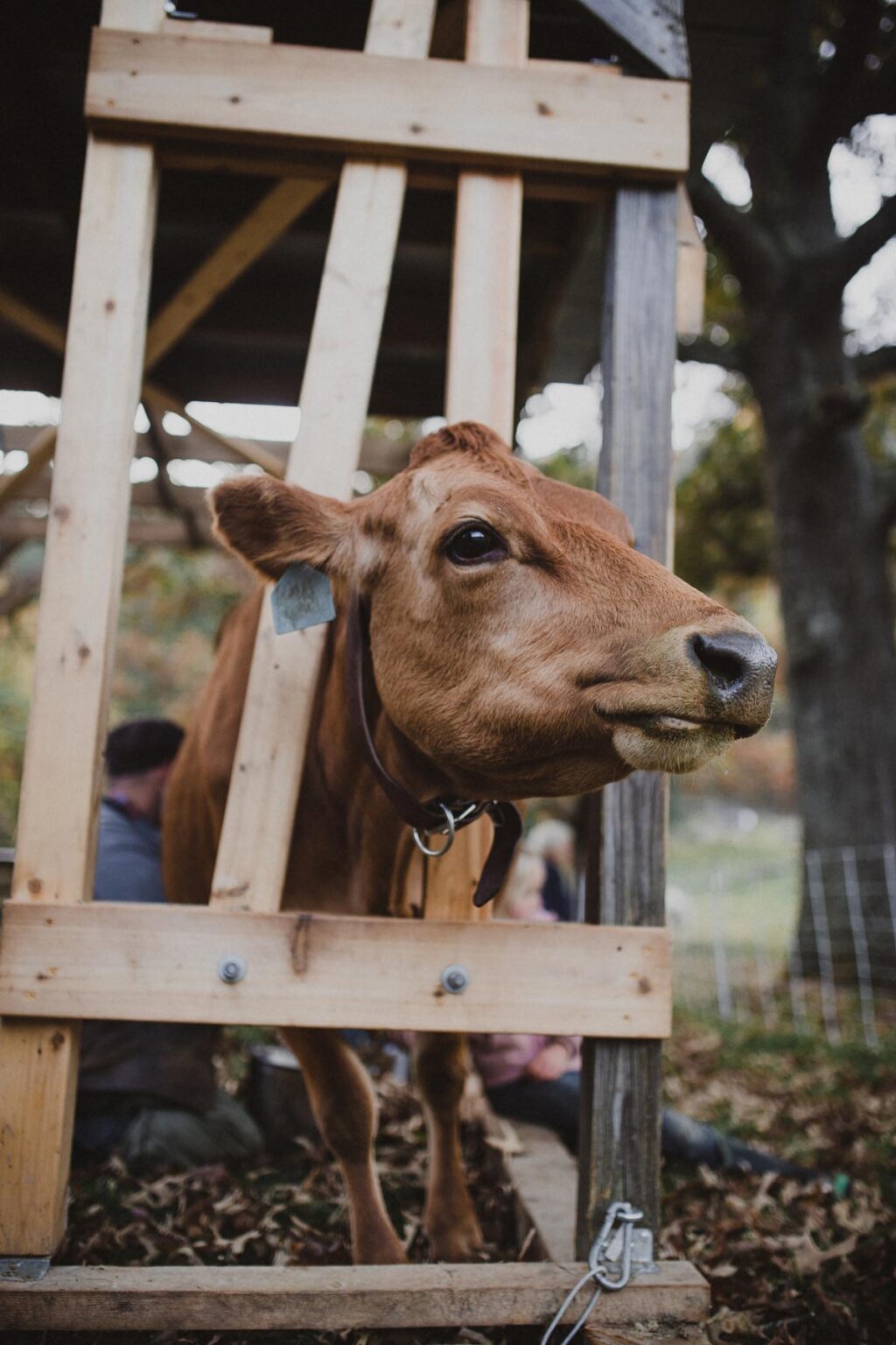 How to Prevent Mastitis in Cows - Abundant Permaculture