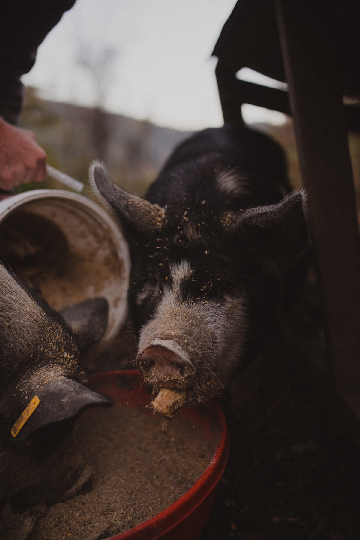 What Farm Animals Eat in a Day - Abundant Permaculture