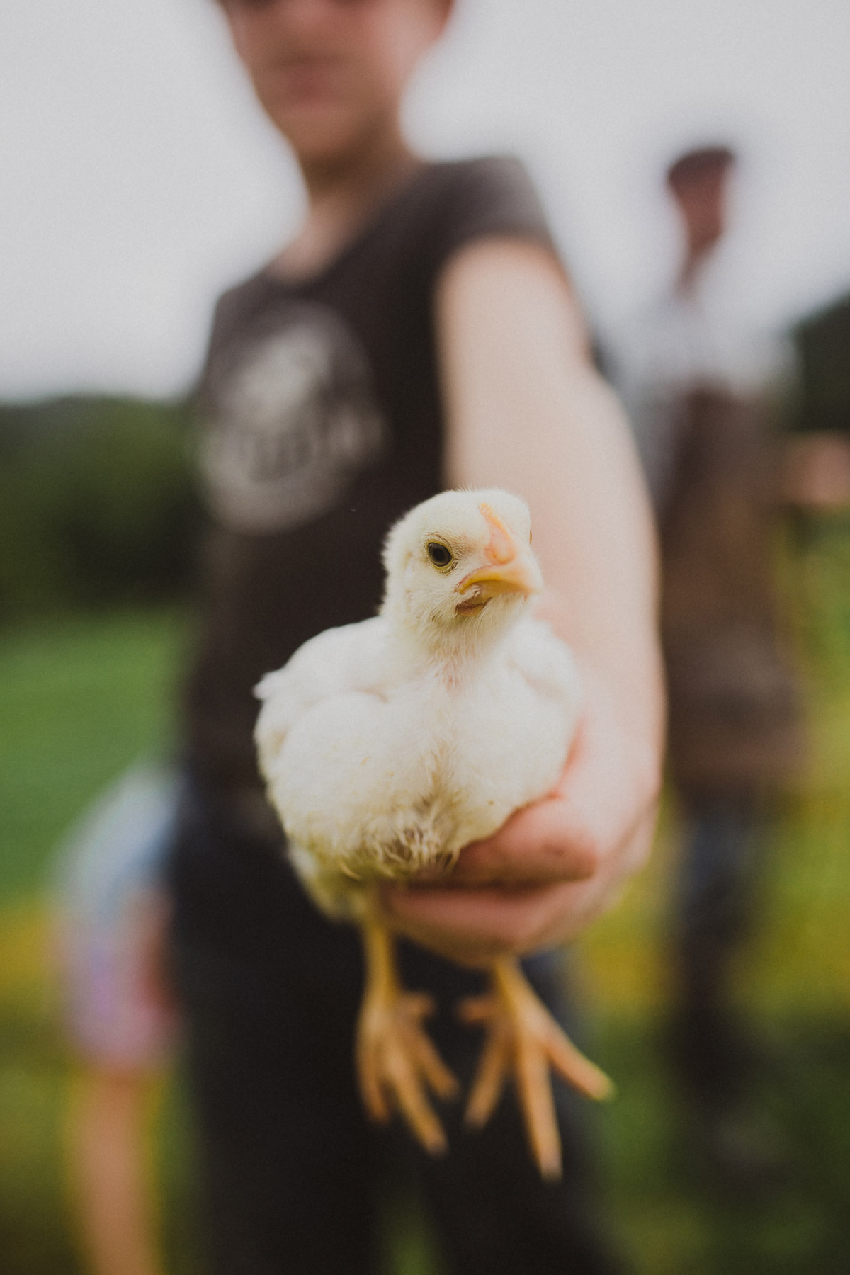 How to Care for Baby Chicks - Abundant Permaculture