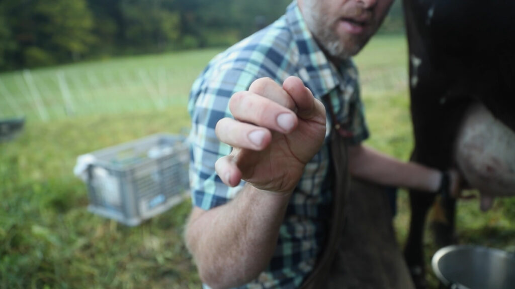 How to Milk a Cow By Hand - Abundant Permaculture