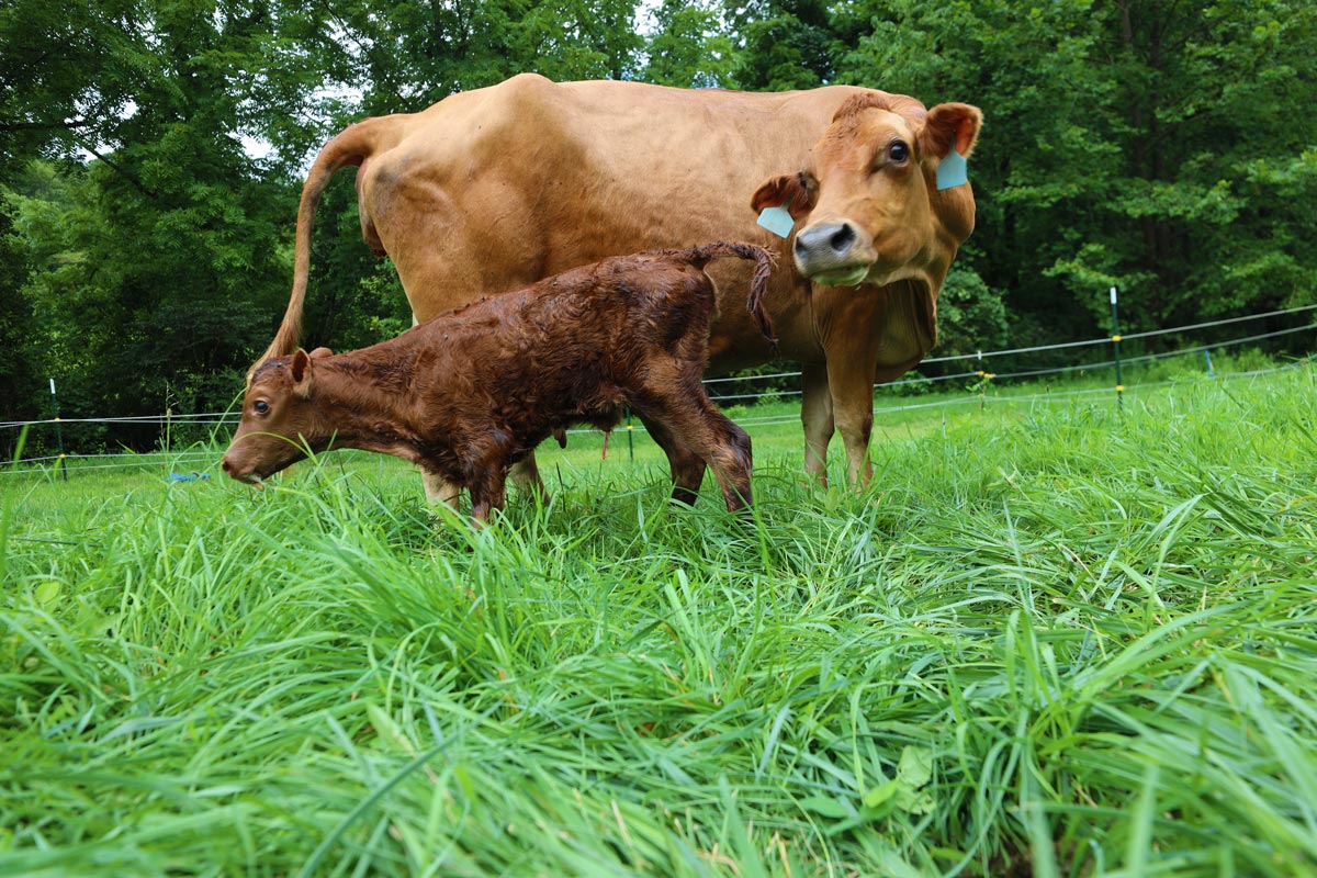 Cow Giving Birth Naturally - Abundant Permaculture