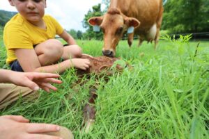 Cow Giving Birth Naturally - Abundant Permaculture