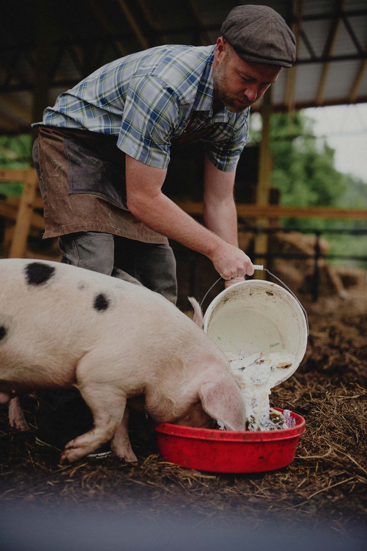 Raising Pigs For Beginners - Abundant Permaculture