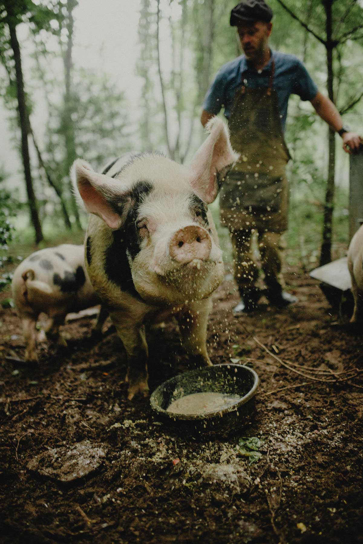 How To Butcher A Pig In Just 10 Steps Abundant Permaculture How To Butcher A Pig In Just 10 Steps Abundant Permaculture