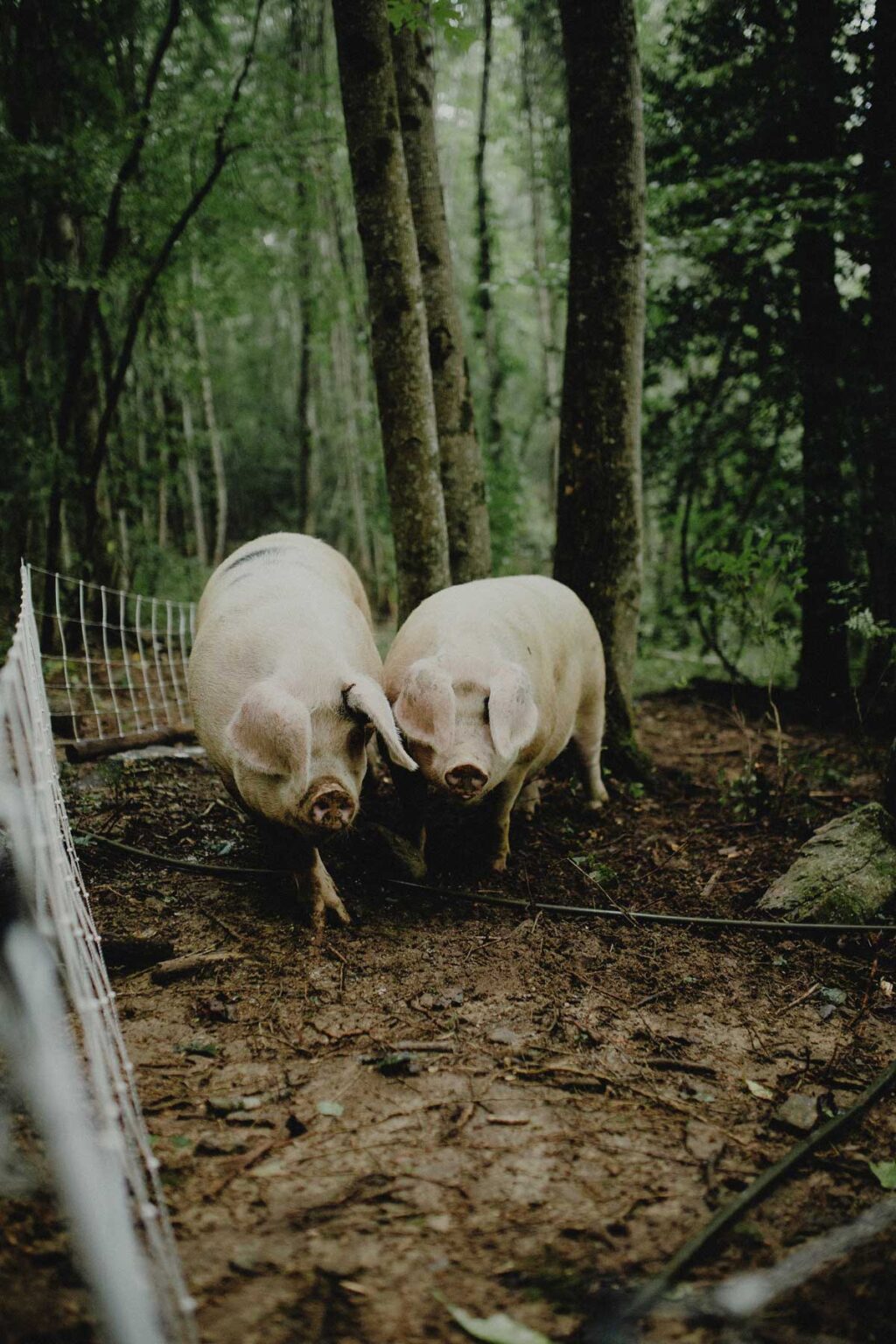 Raising Pigs For Beginners - Abundant Permaculture