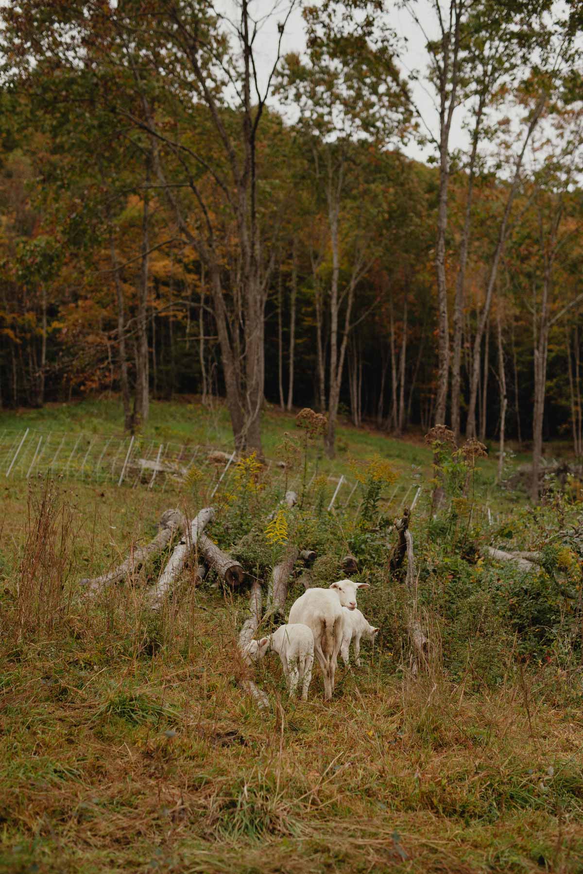 How to Buy Homestead & What to Look For in a Homestead Property ...