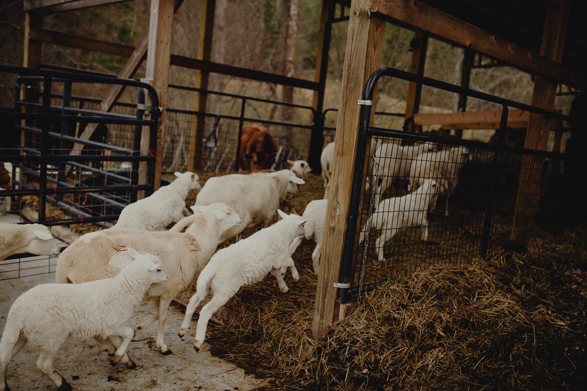 Raising Sheep Naturally - Abundant Permaculture