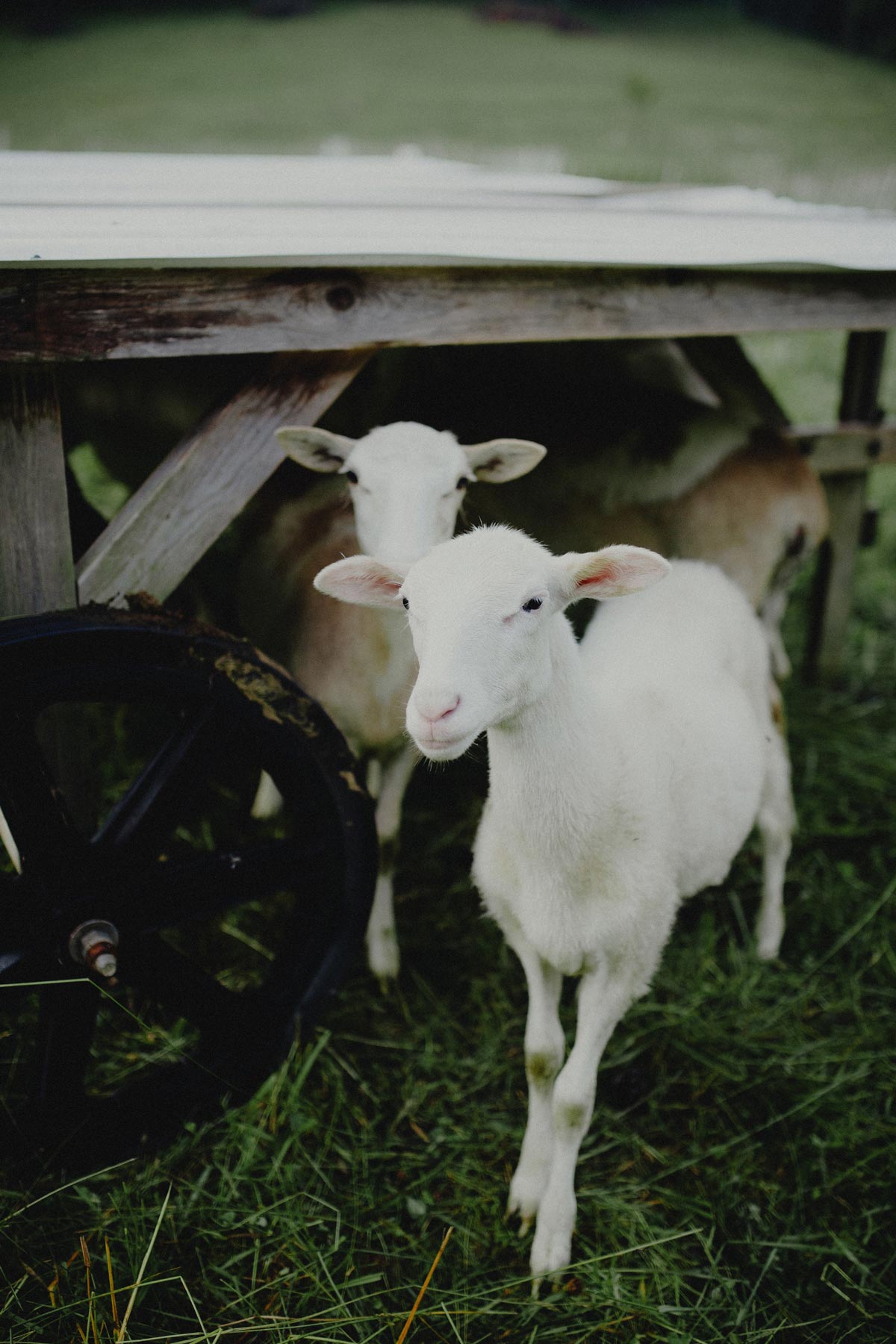 Deworming Sheep - Natural Solutions to a Common Problem - Abundant ...